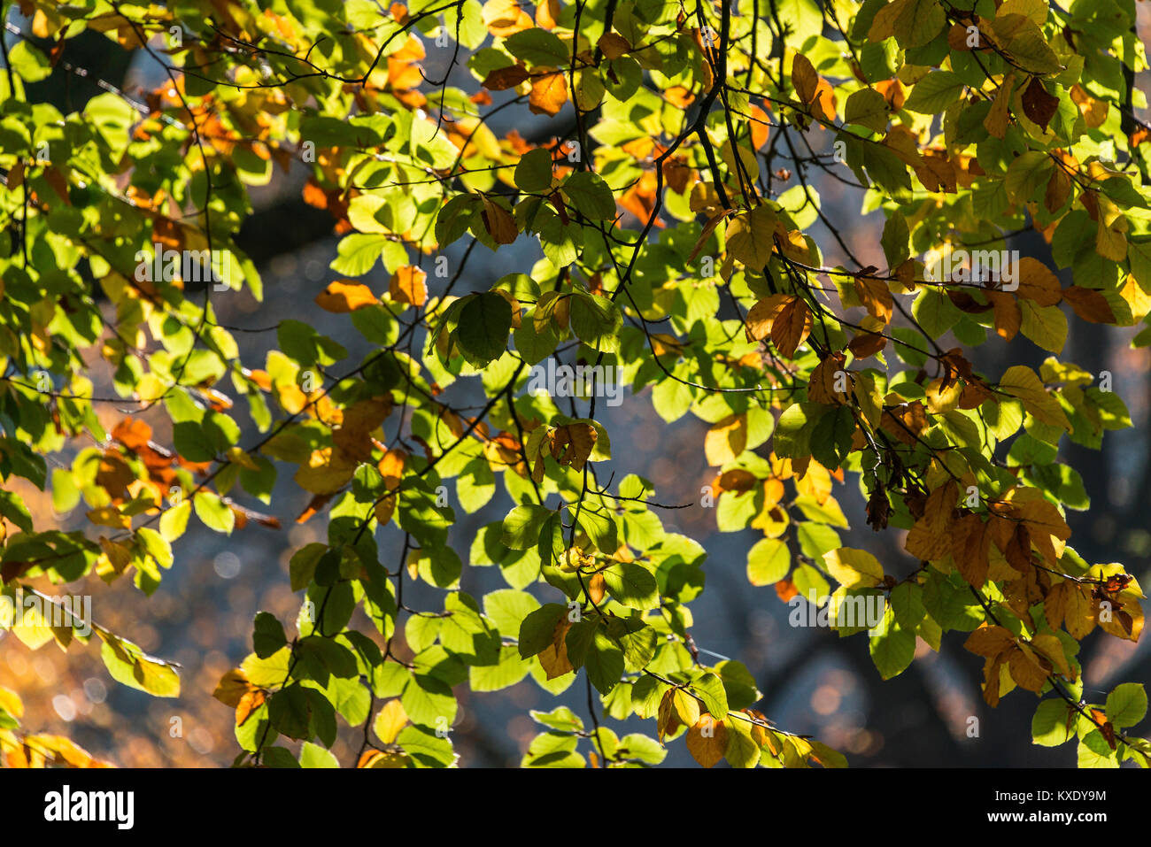 The leaves of a common beech tree (Fagus sylvatica Stock Photo - Alamy