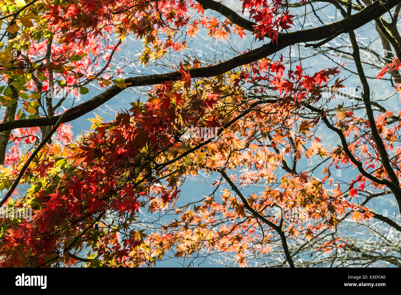 Leaves of an acer tree in autumn Stock Photo - Alamy