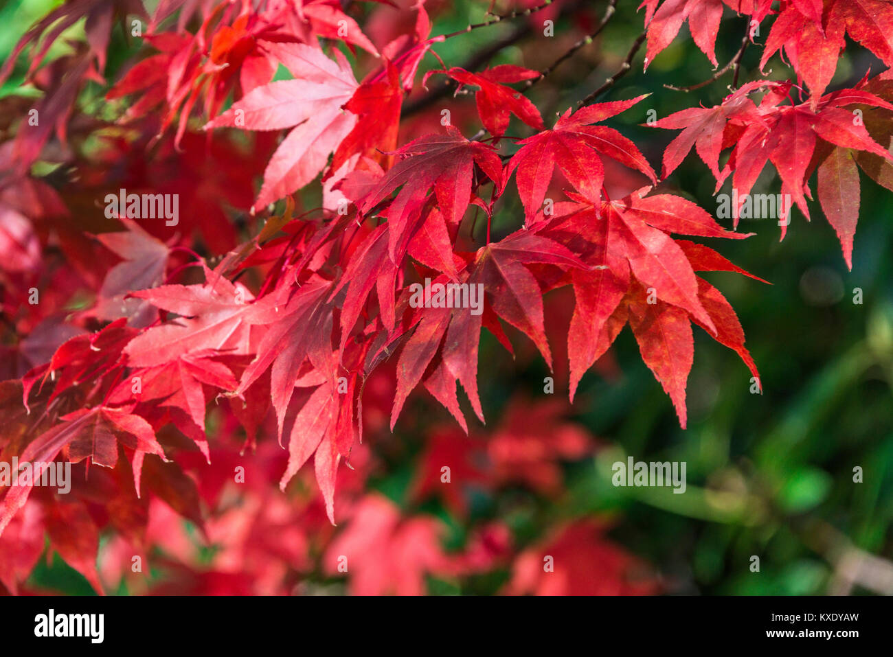Leaves of an acer tree in autumn Stock Photo - Alamy