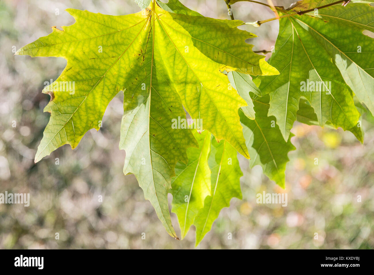 Leaves of a maple tree Stock Photo - Alamy