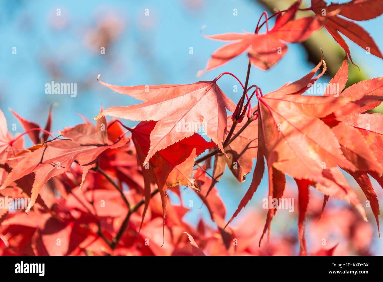Leaves of an acer tree in autumn Stock Photo - Alamy