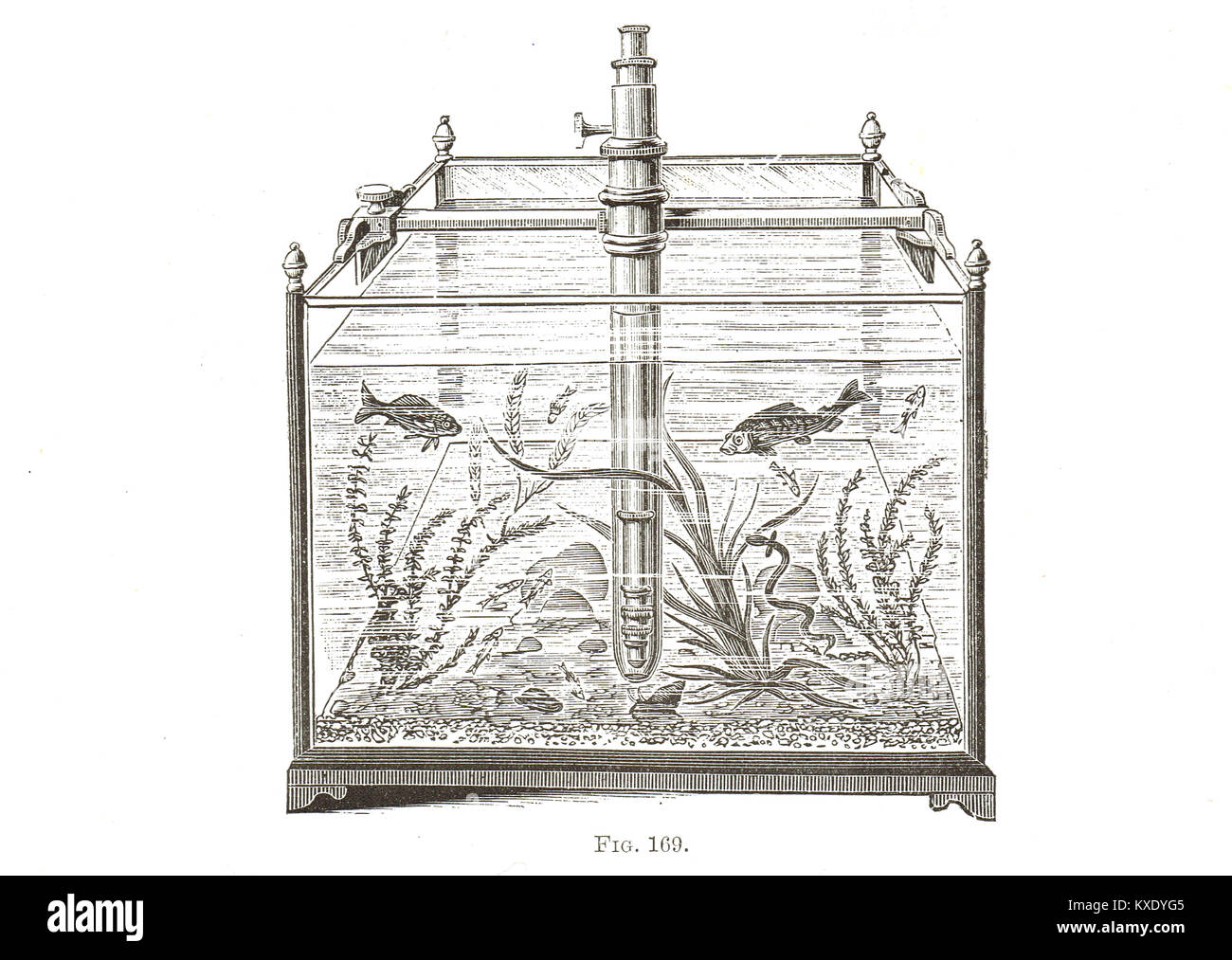 Aquarium microscope hi-res stock photography and images - Alamy