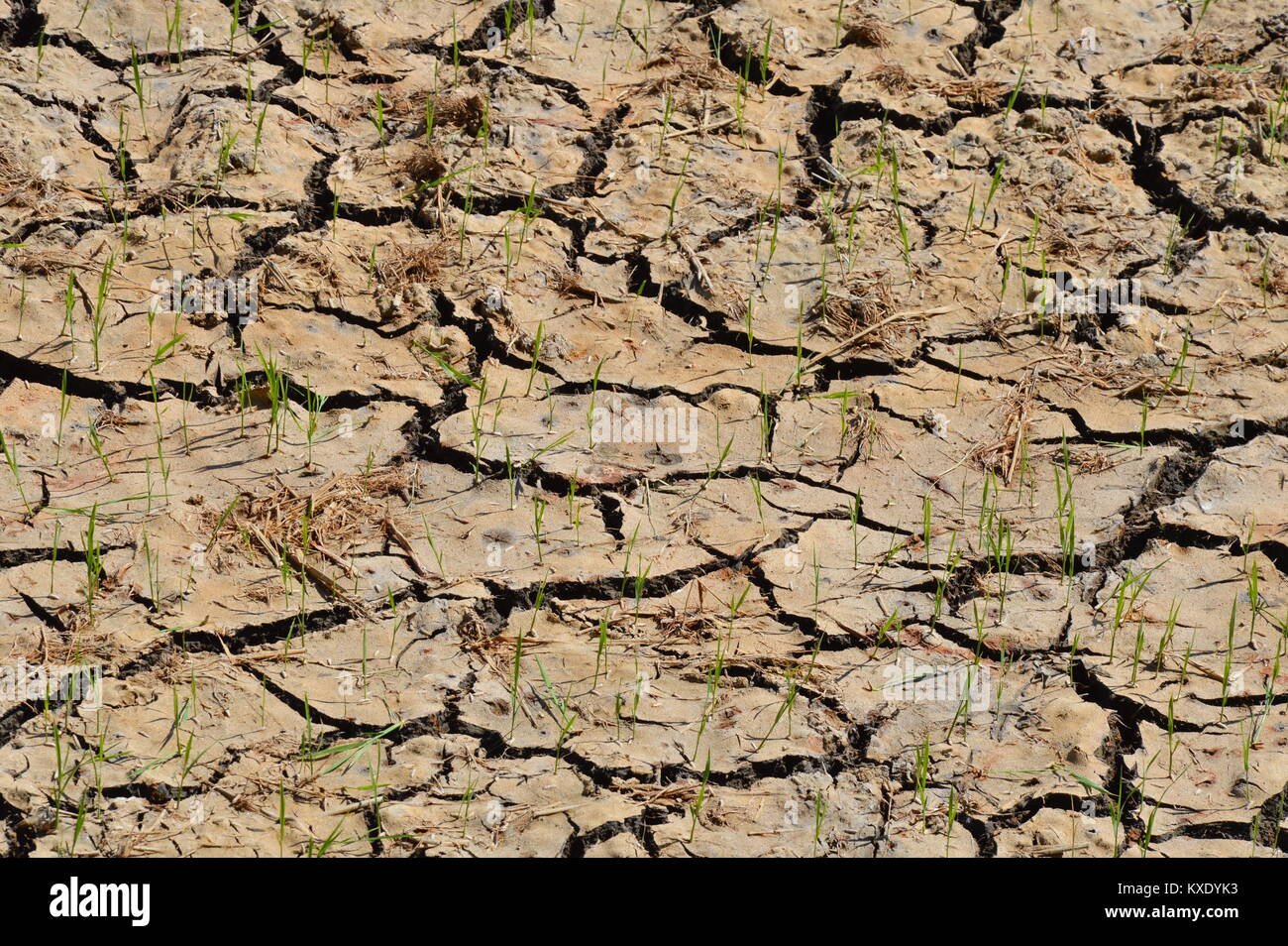 crack paddy field in dry season Stock Photo - Alamy