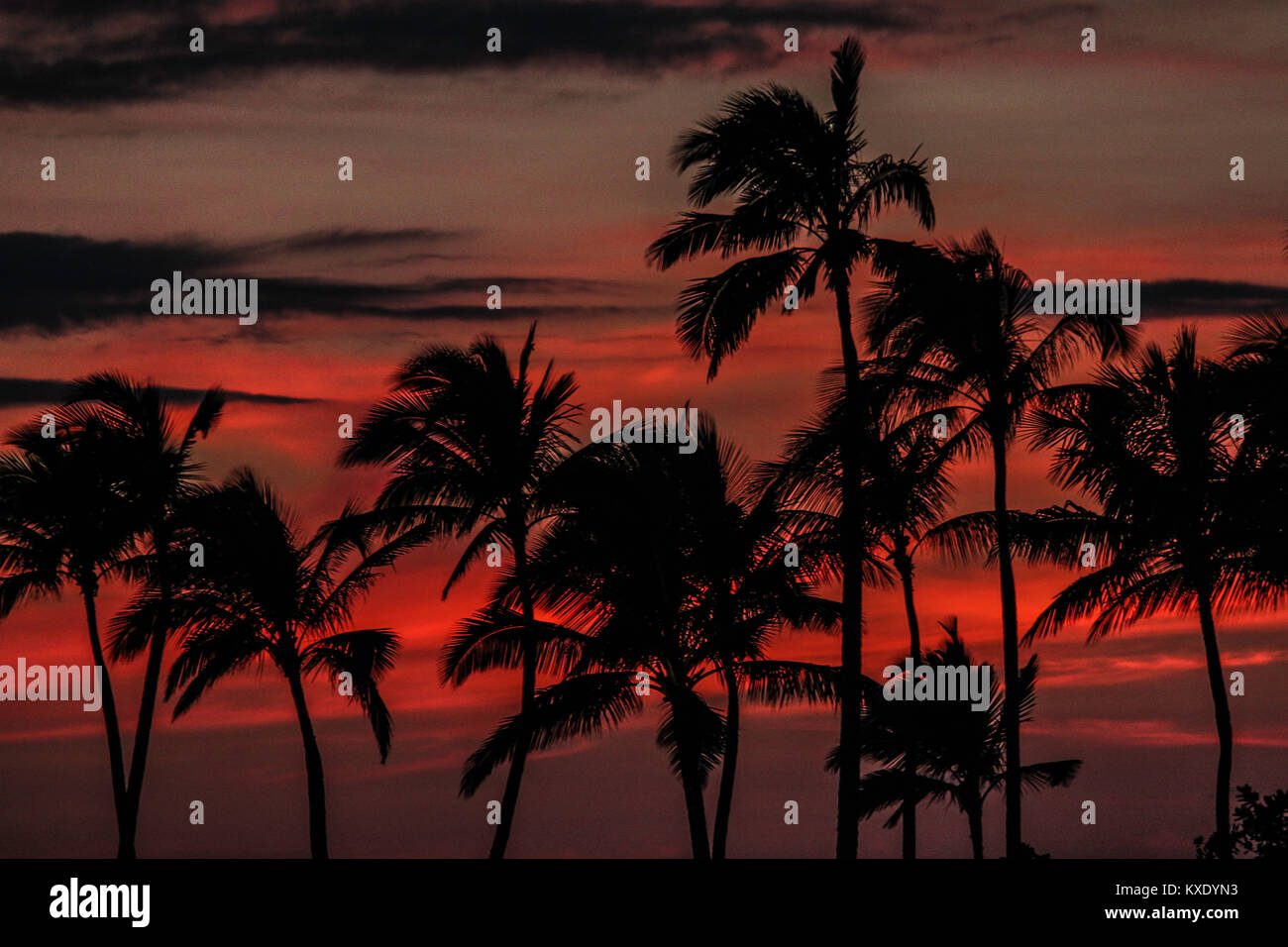 Tropical Hawaiian Sunset Stock Photo - Alamy
