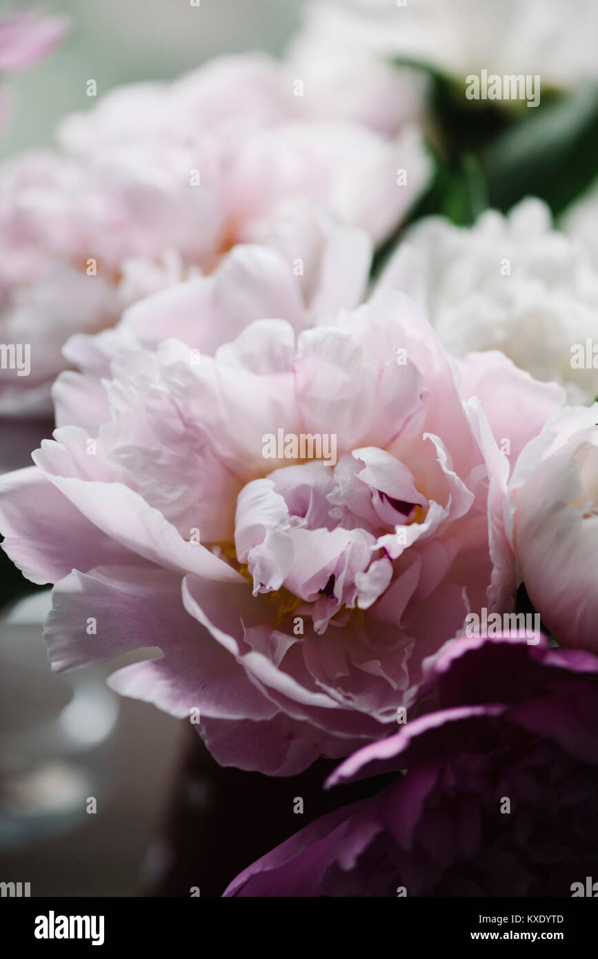 Peony vibes hi-res stock photography and images - Alamy