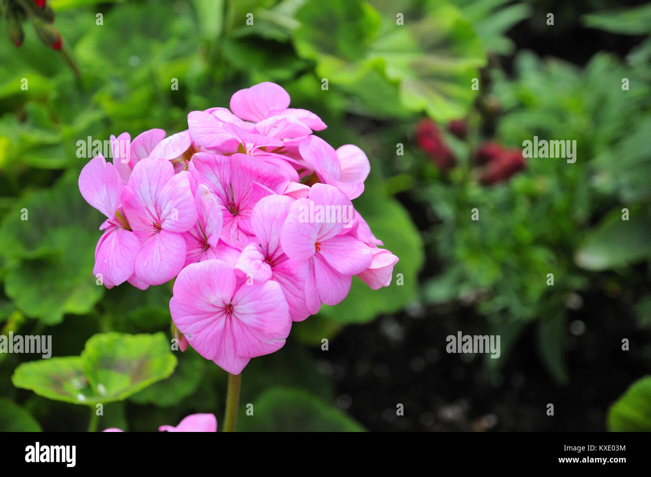 Red-white geranium with green leafy background. For decor and flower ...