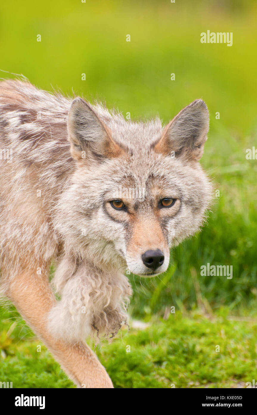 Closeup portrait of Alaskan red fox shedding its fur Stock Photo - Alamy