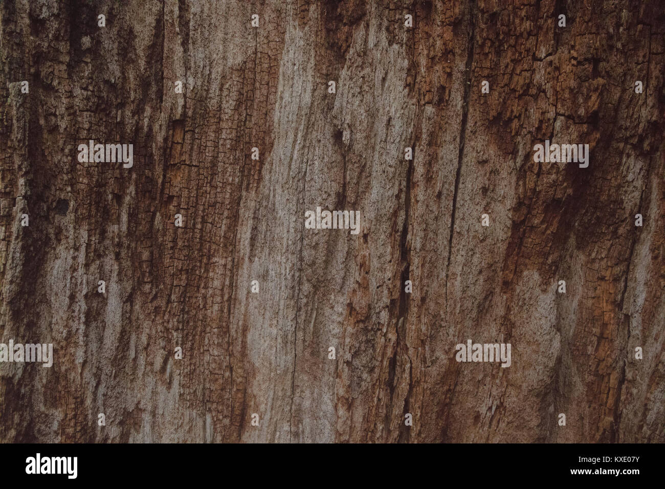 Oak tree bark texture, wooden background Stock Photo - Alamy
