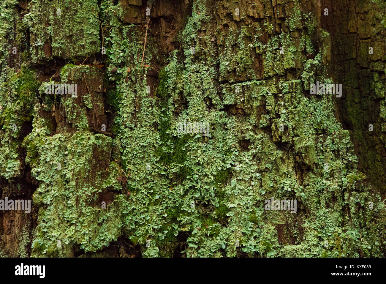 Moss texture hi-res stock photography and images - Alamy