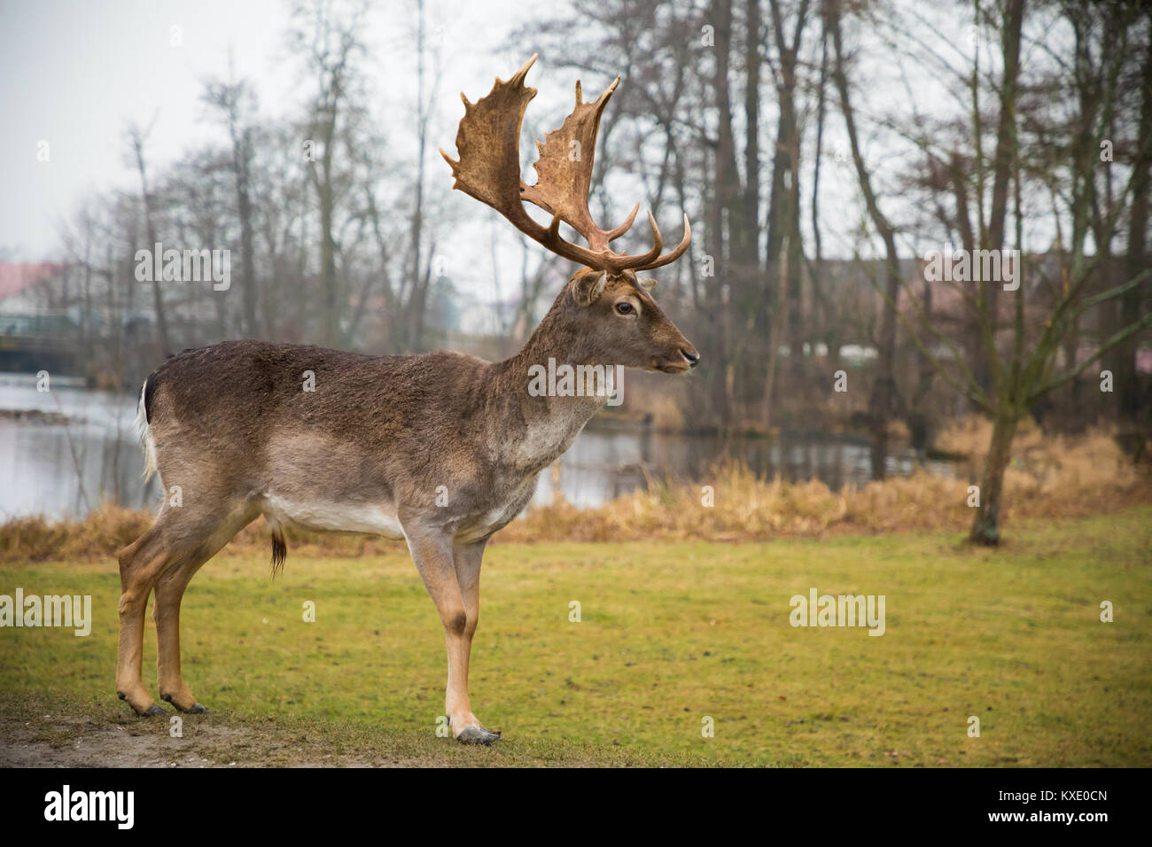Fallow male deer in the forest, wildlife of Europe Stock Photo - Alamy