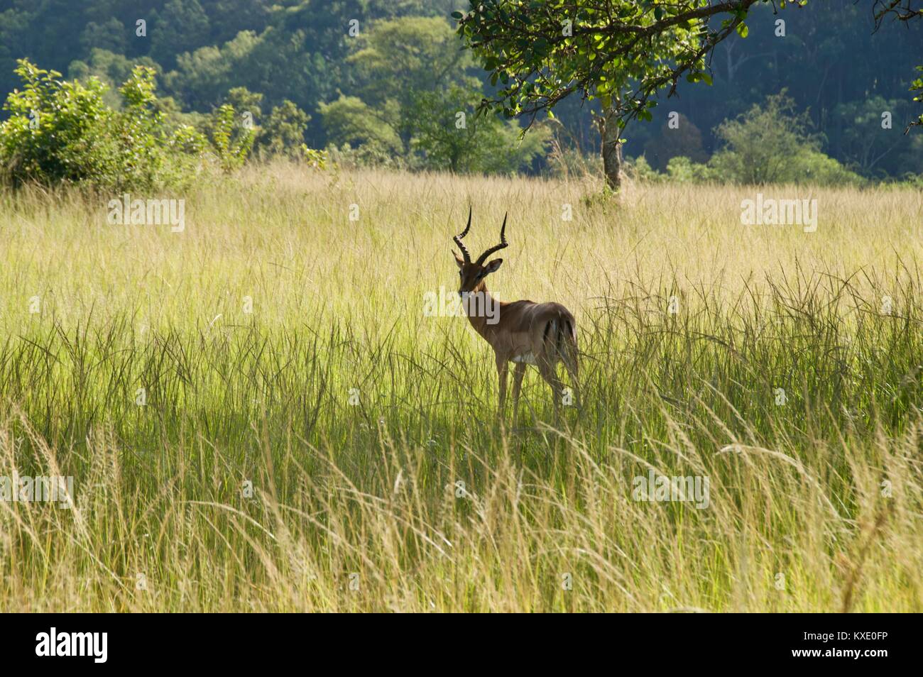 South African Safari and Nature parks Stock Photo - Alamy