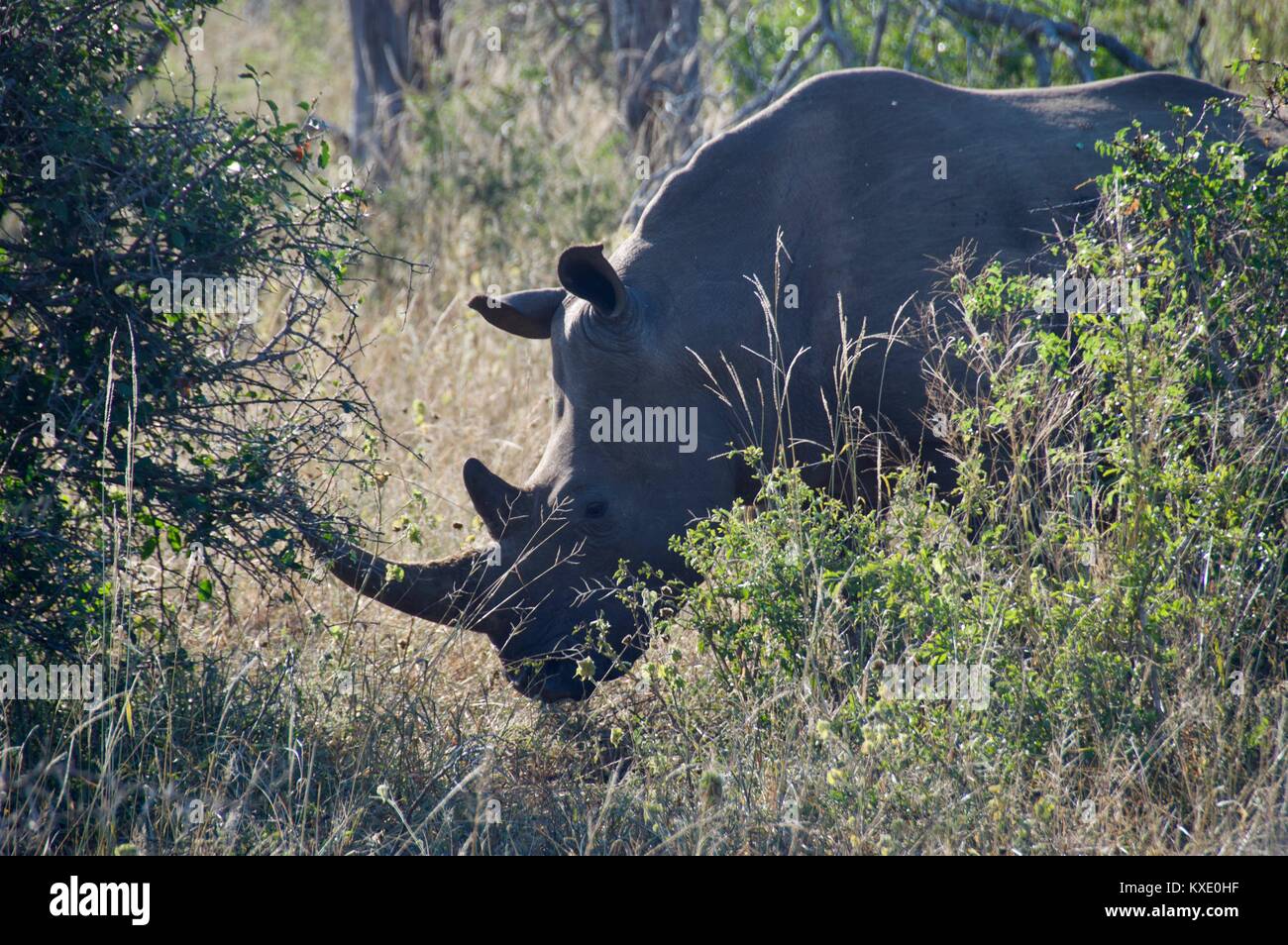 South African Safari and Nature parks Stock Photo - Alamy