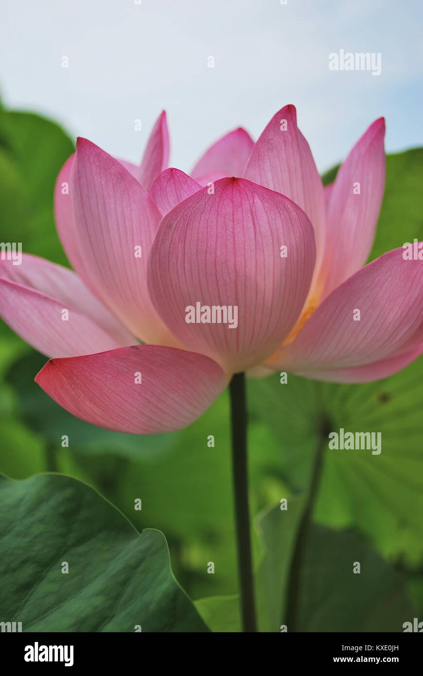 Lotus flower in full bloom, symbolizing religion, buddhism, purity ...