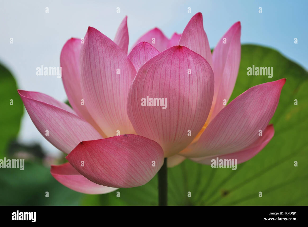 Lotus flower in full bloom, symbolizing religion, buddhism, purity ...