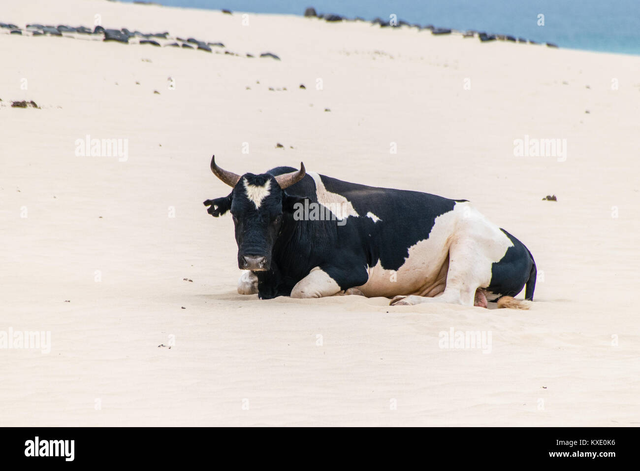 Cow livestock resting on a sand dune Stock Photo - Alamy
