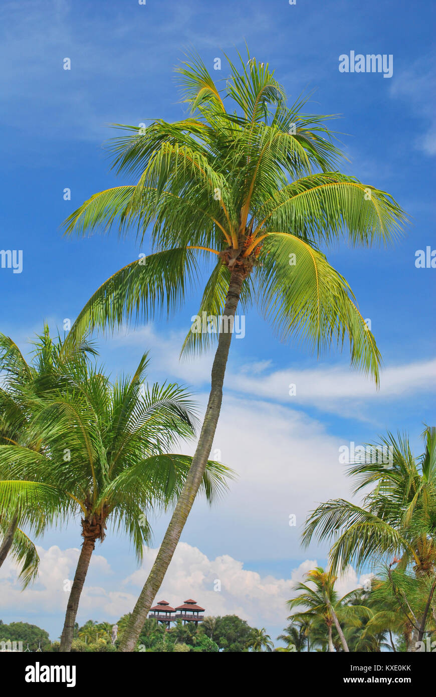 Tropical coconut trees swaying in the wind, representing concepts such ...