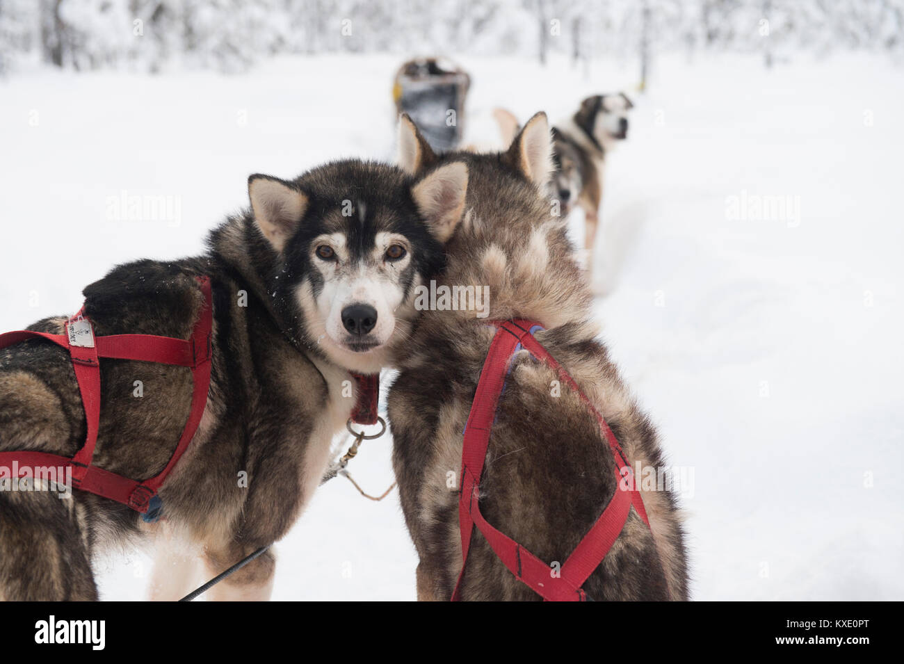 Portrait siberian husky hi-res stock photography and images - Alamy