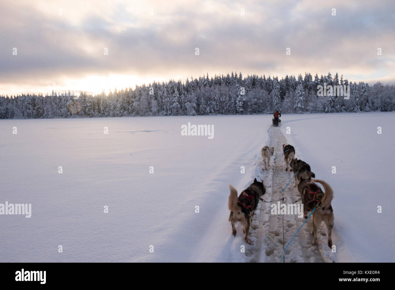 Swedish dogs hi-res stock photography and images - Alamy