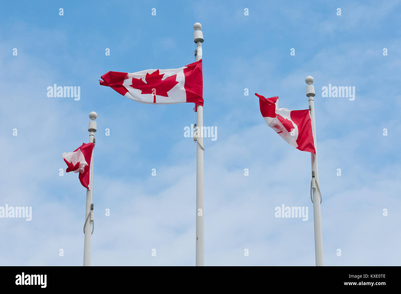 Canadian flags raised and flapping in the wind with blue sky background ...