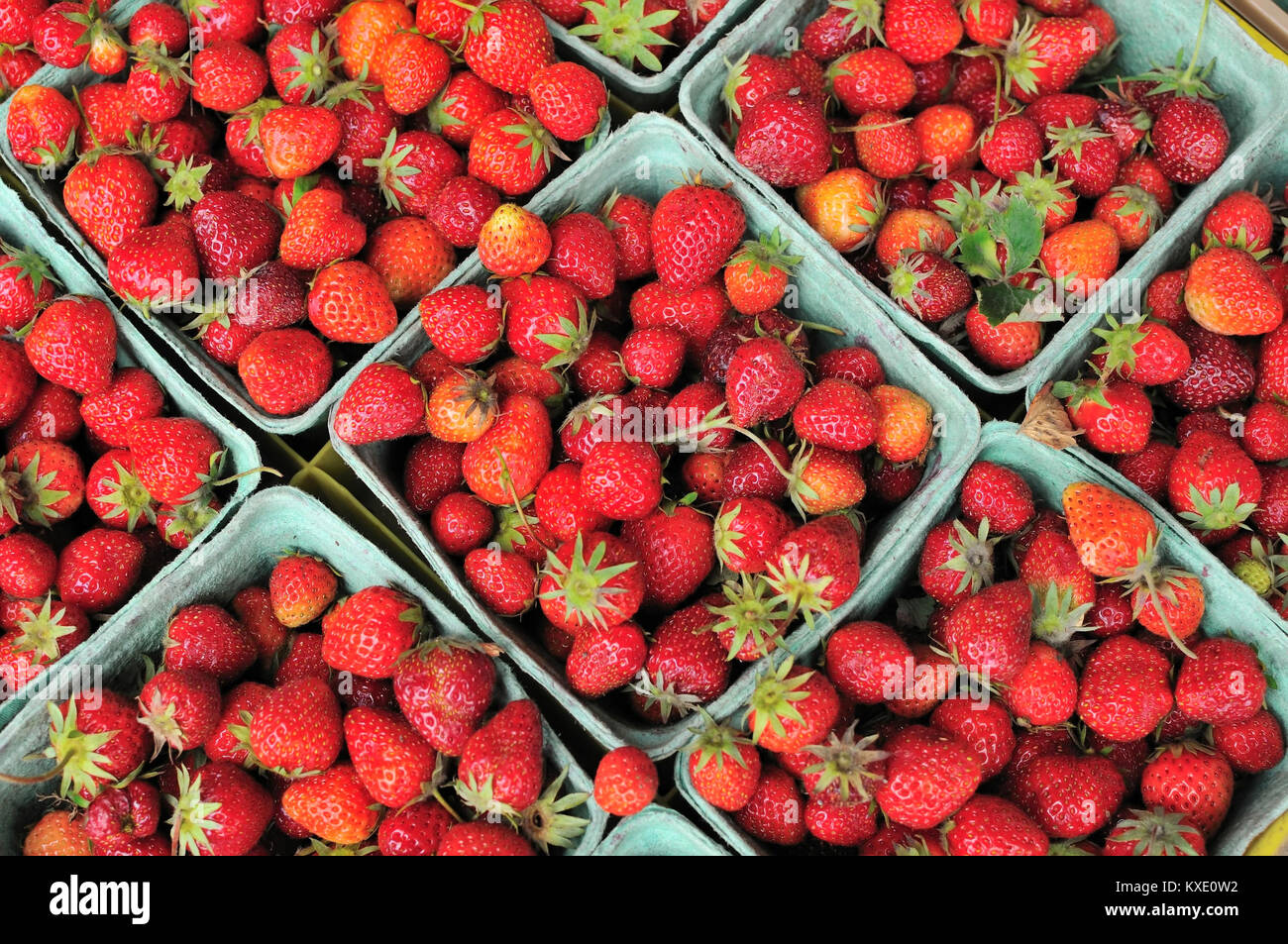 Small cartons of freshly picked red strawberries Stock Photo - Alamy