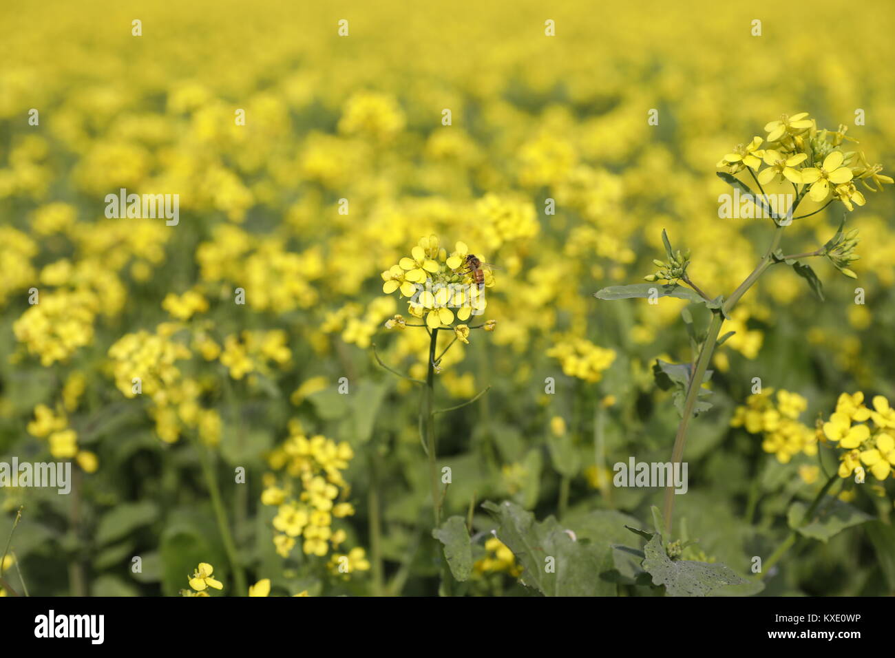 Bee collects honey from mustard flower in the Mustard field in ...