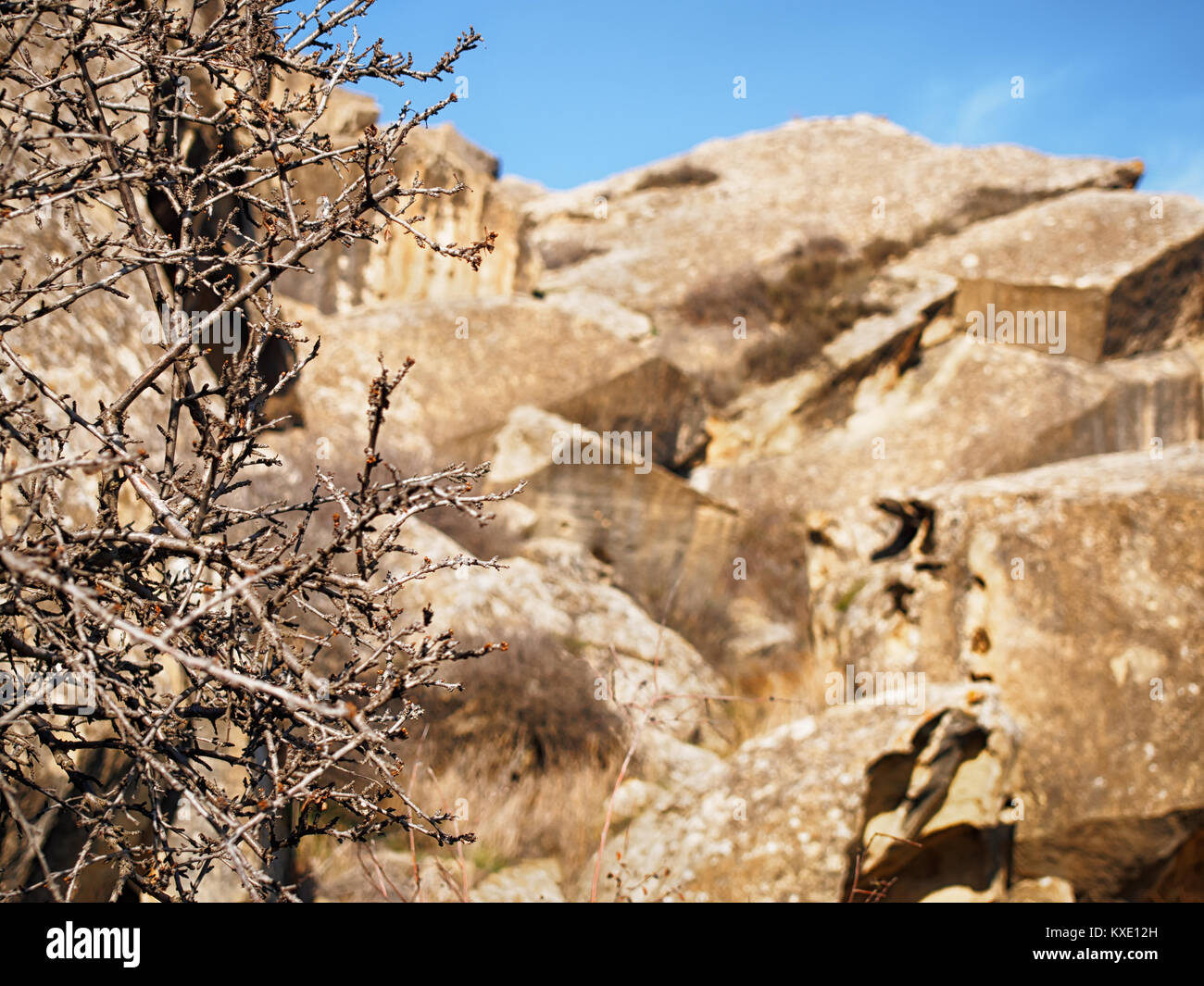 Branches of wild mountain bush on a blurred mountains background Stock ...