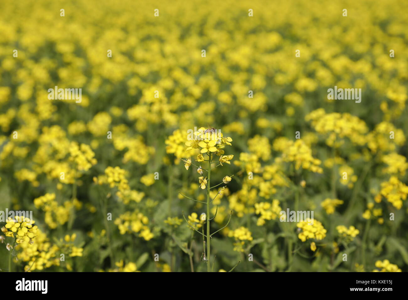 Bee collects honey from mustard flower in the Mustard field in ...
