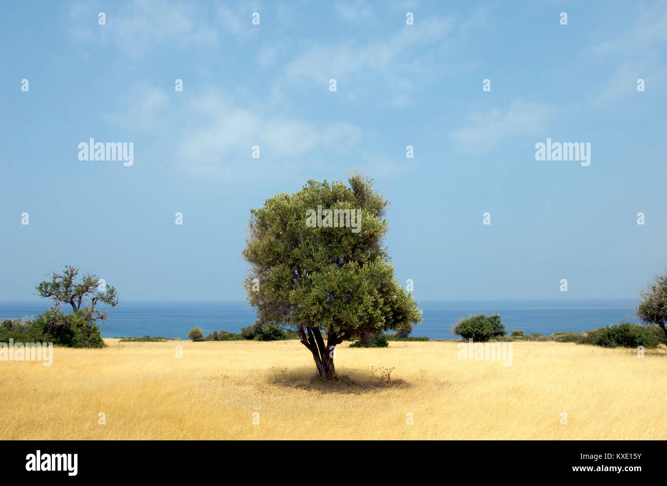 Flora trees cyprus hi-res stock photography and images - Alamy