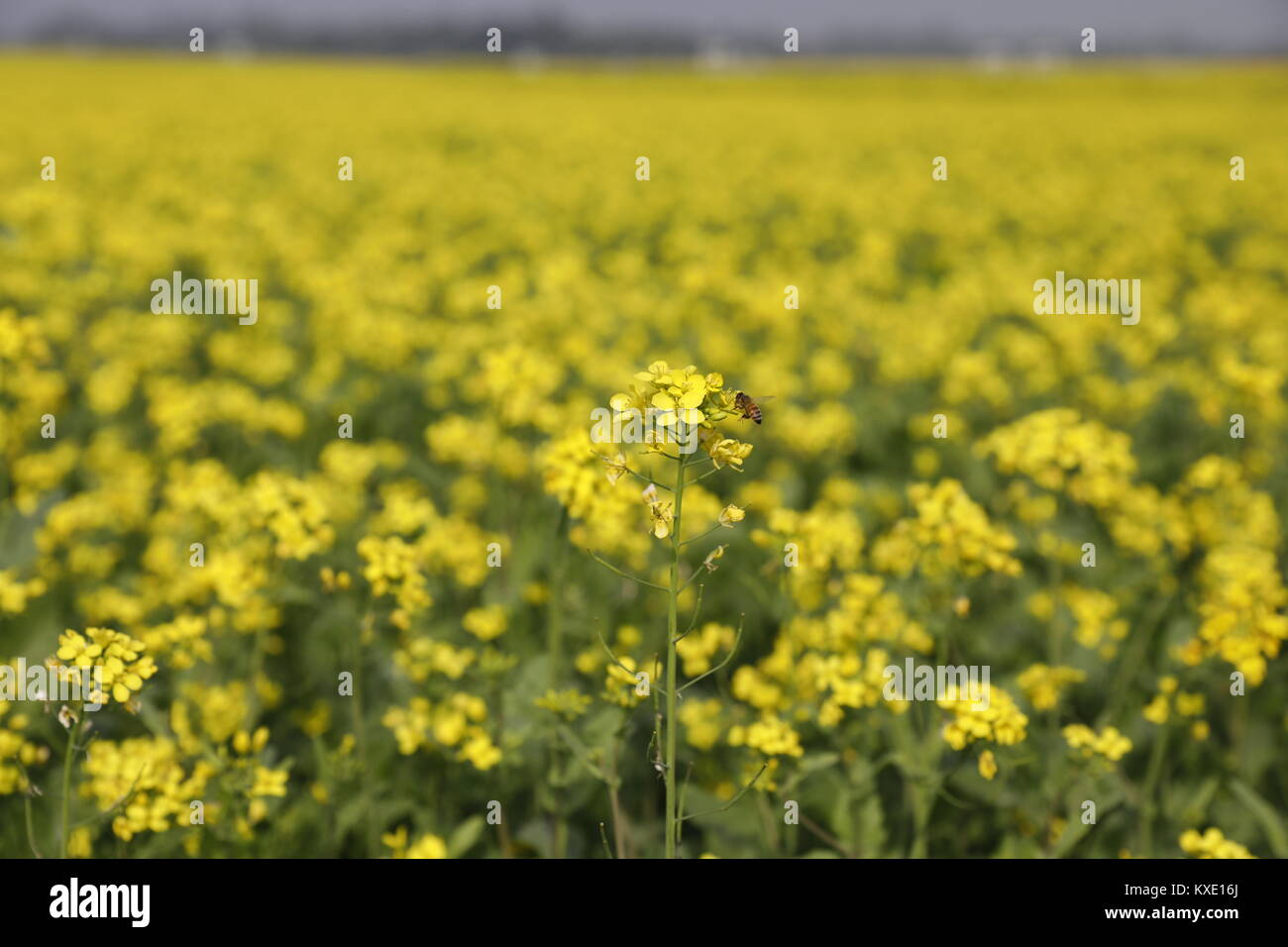 Bee collects honey from mustard flower in the Mustard field in ...