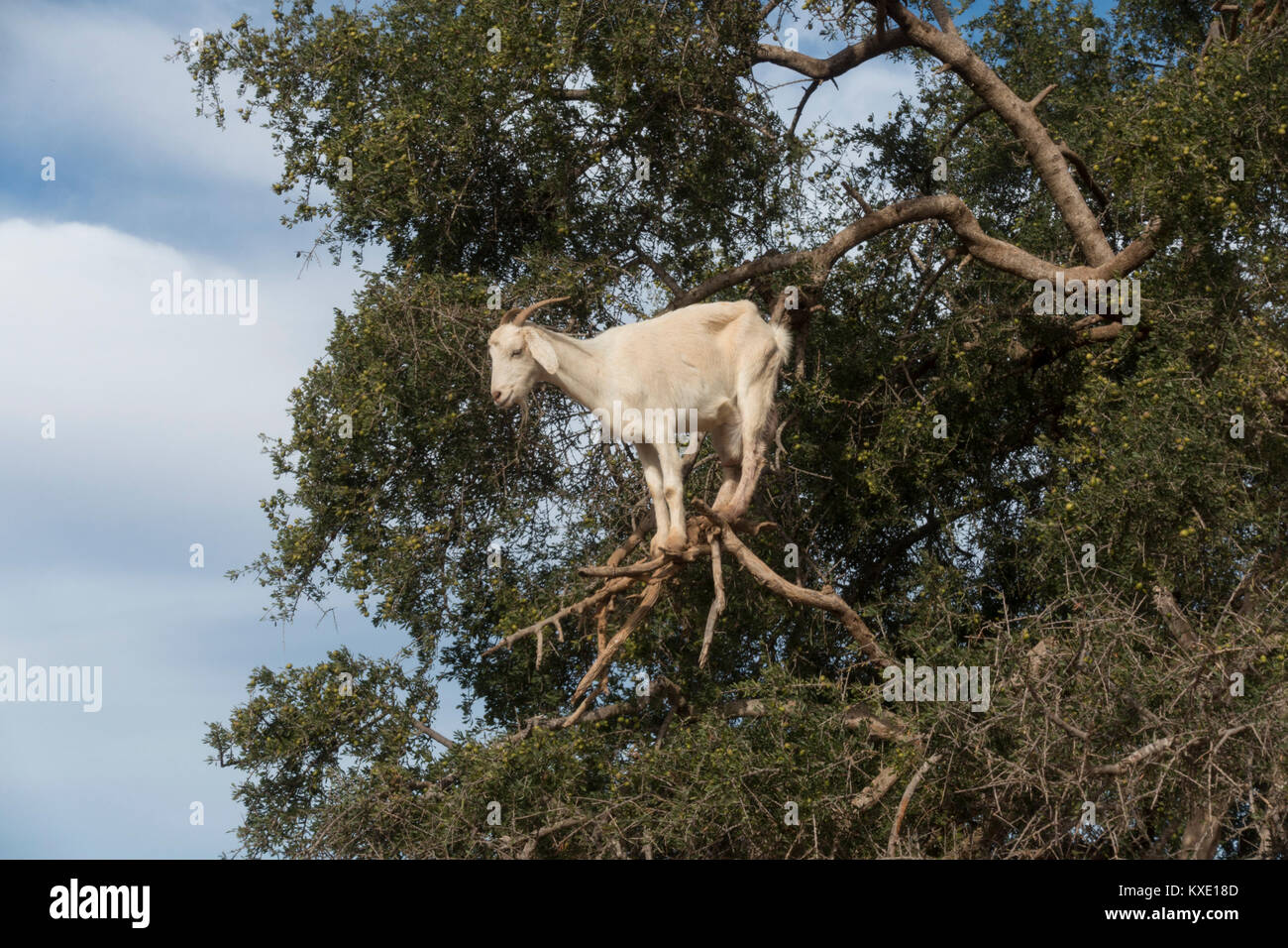 A goat in a tree Stock Photo - Alamy