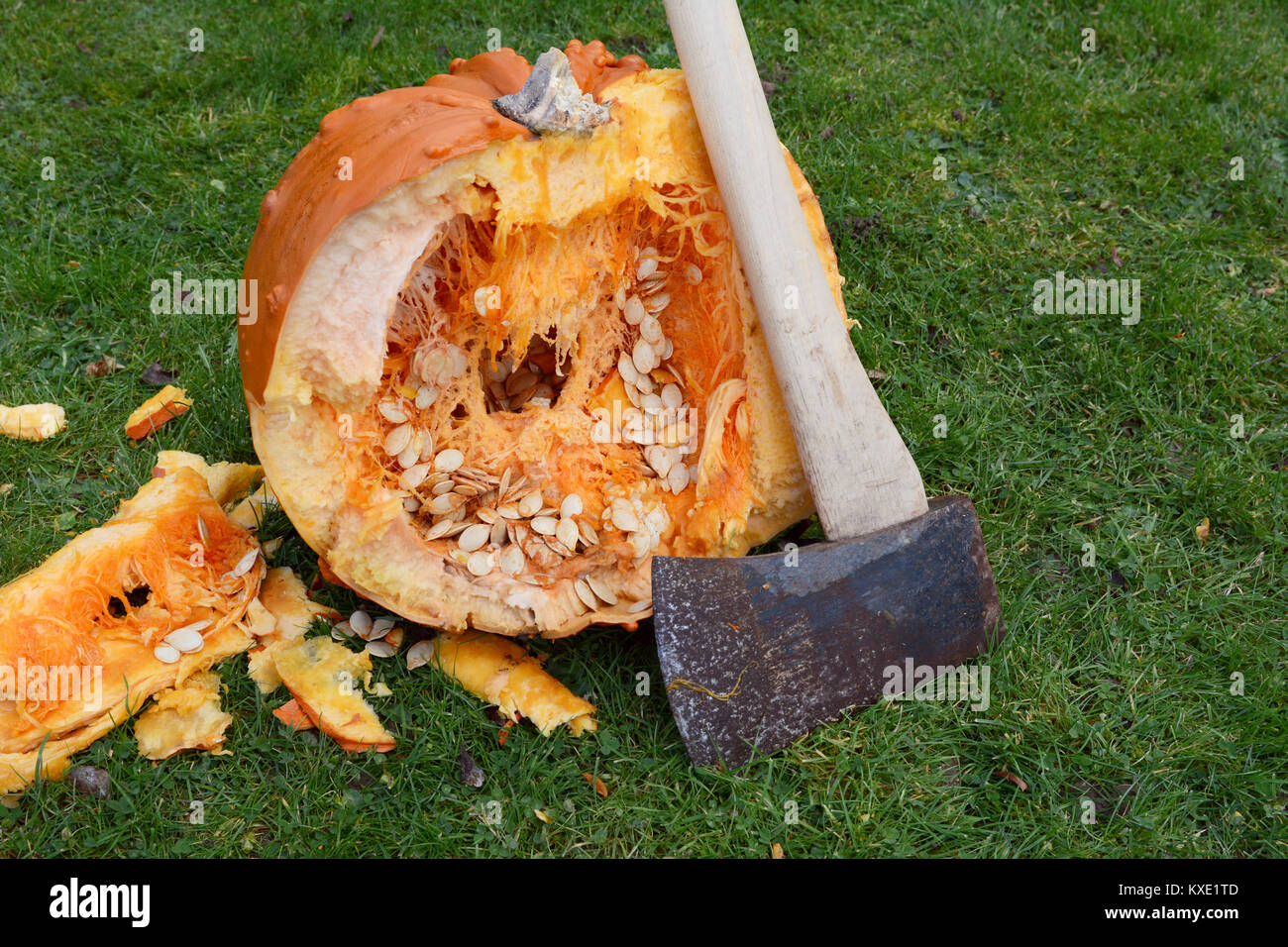 Long-handled axe against a warty orange pumpkin, with lumps of flesh ...