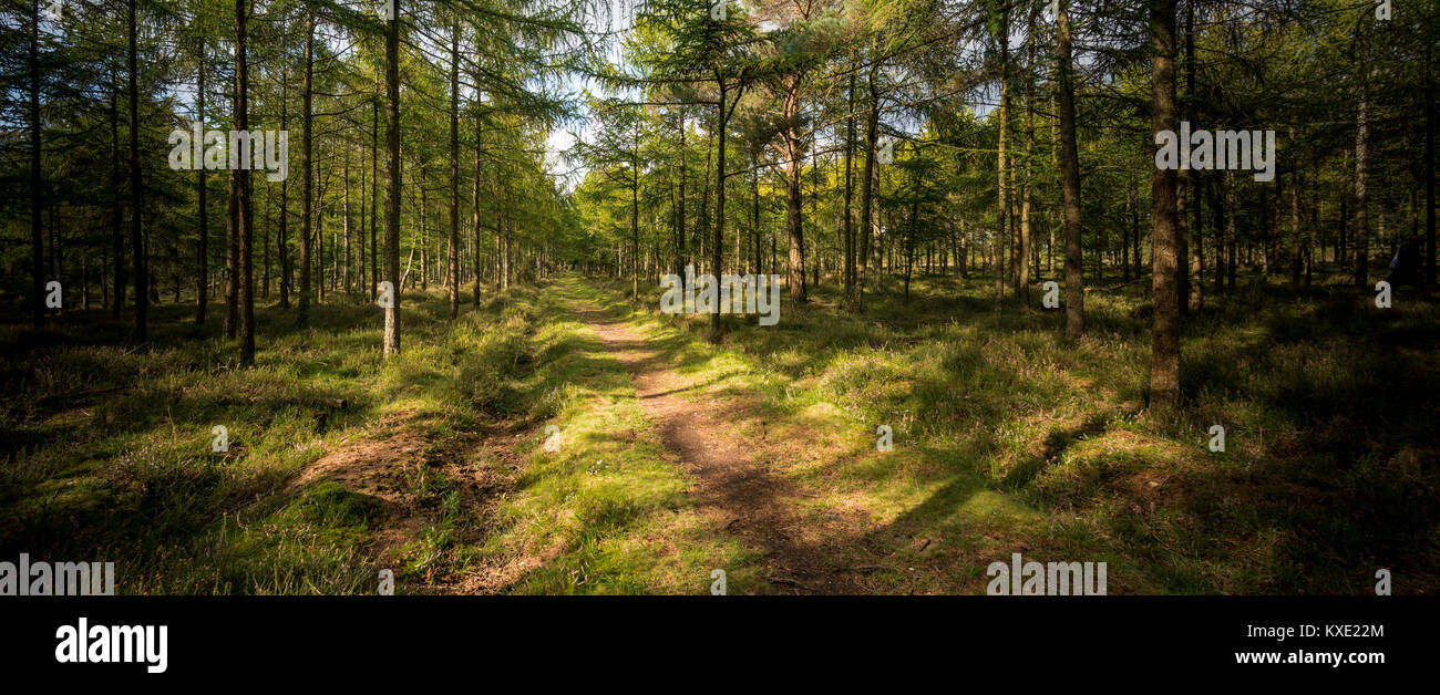 The New Forest - England Stock Photo - Alamy