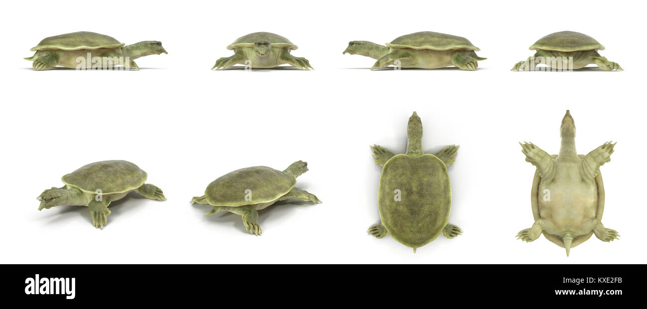 Chinese Softshell Turtle renders set from different angles on a white ...