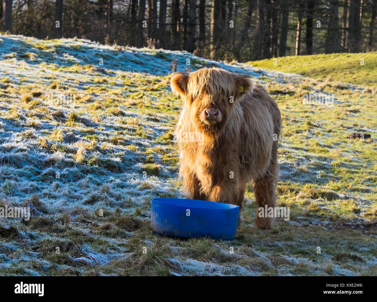 Angus calf in winter Stock Photo - Alamy