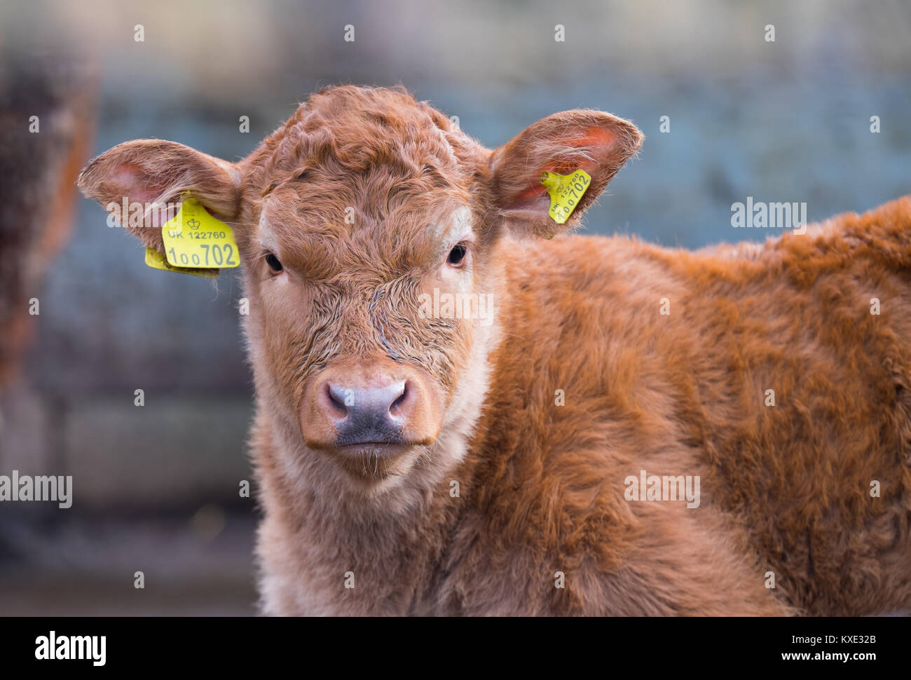 Cow calf isolated hi-res stock photography and images - Alamy