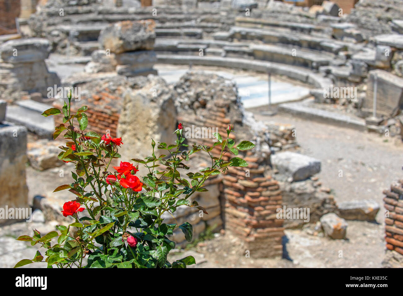 Rose bush and ruins of ancient town on background. Gortyna, Crete ...