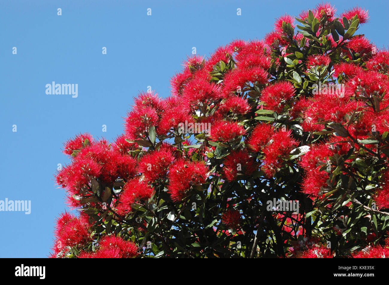 red fluffy flowers of the Puhutakawa tree; Metrosideros excelsa, New ...