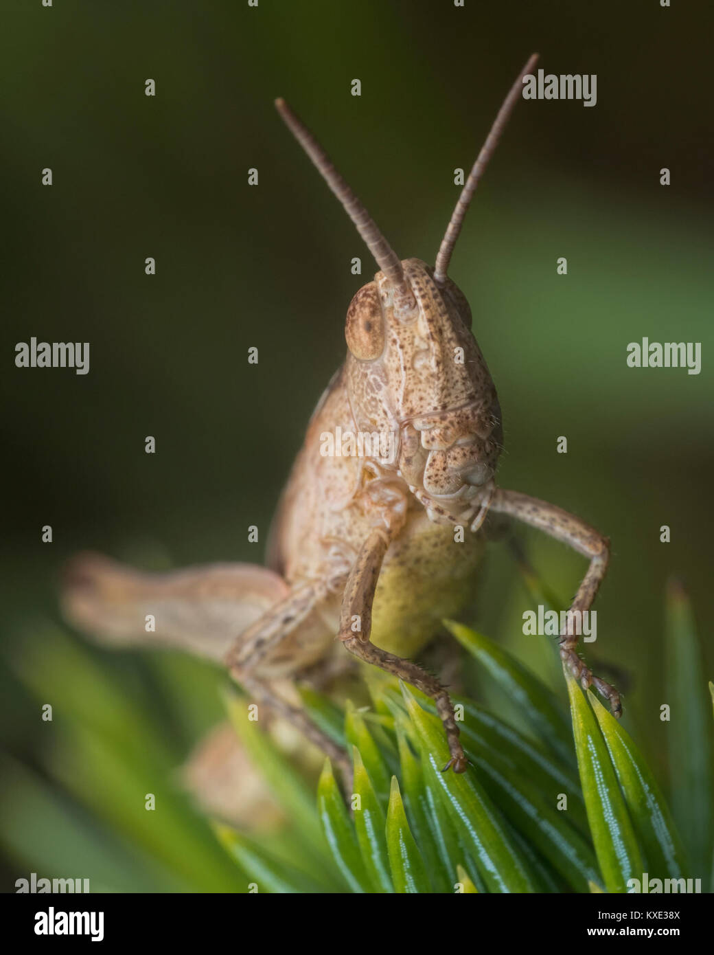 Common Field Grasshopper (Chorthippus brunneus) frontal view of a ...