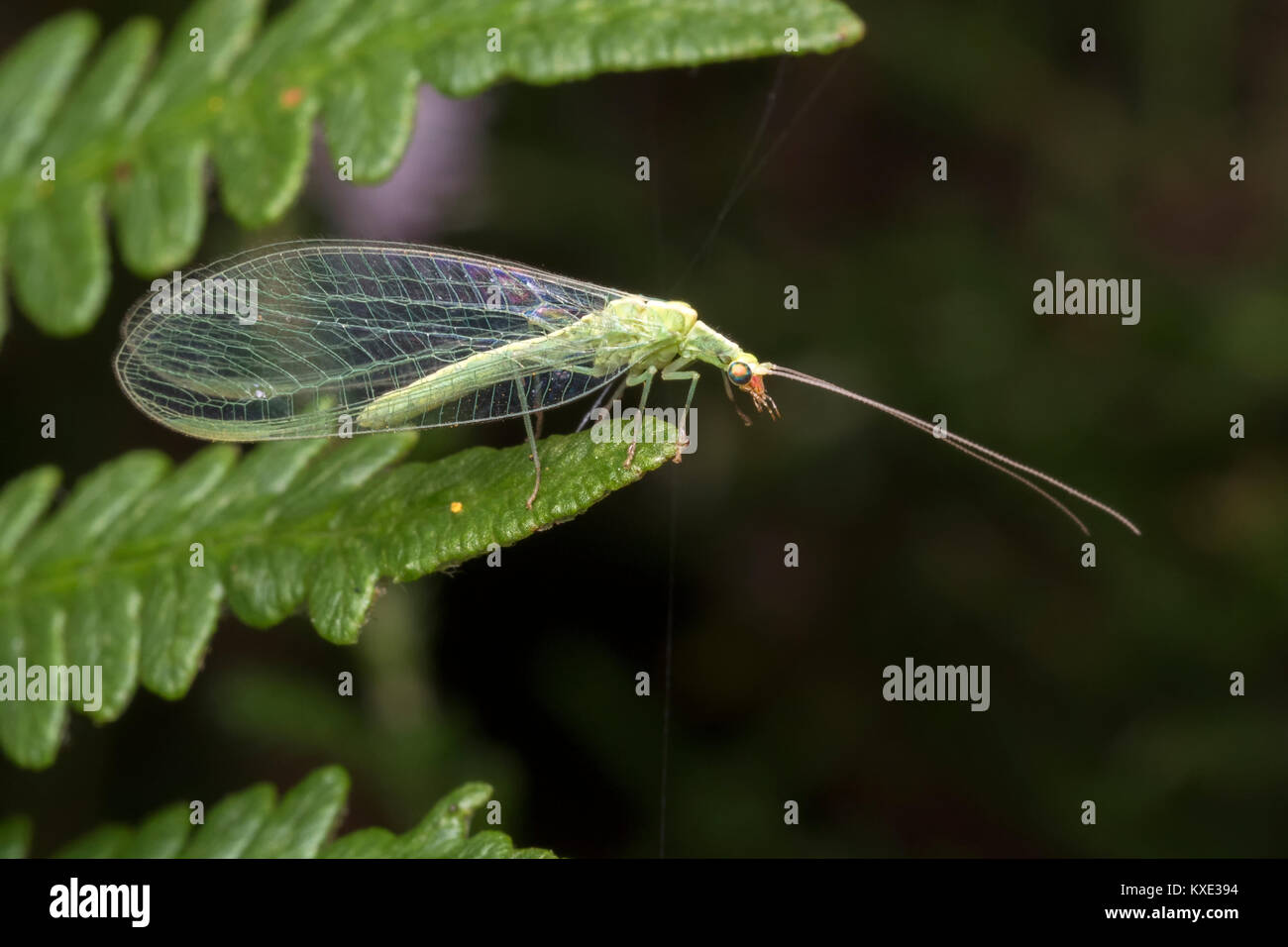 Chrysopidae family hi-res stock photography and images - Alamy