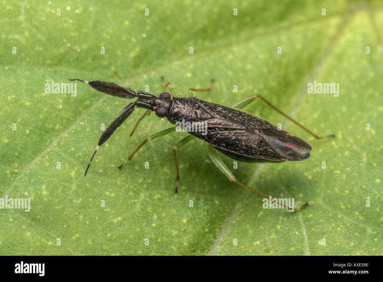 Mirid Bug (Heterotoma planicornis) resting on a leaf in woodland. Cahir ...