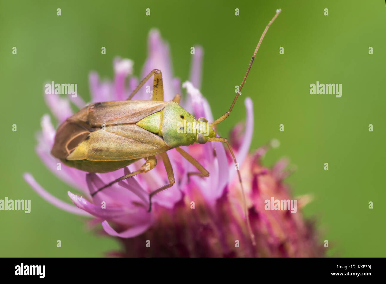 Potato bug hi-res stock photography and images - Alamy