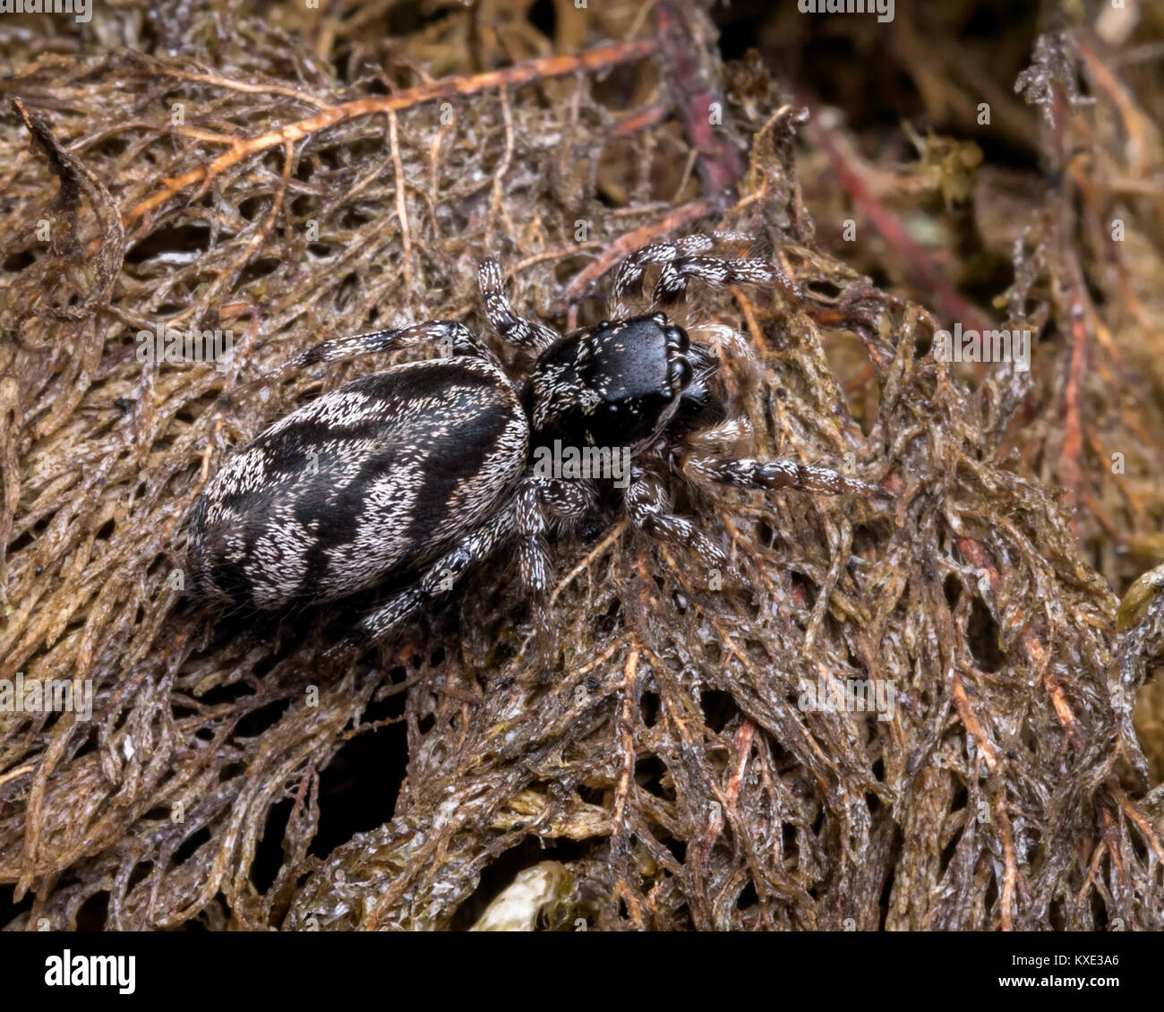 Zebra Jumping Spider (Salticus scenicus) resting at the base of a tree ...