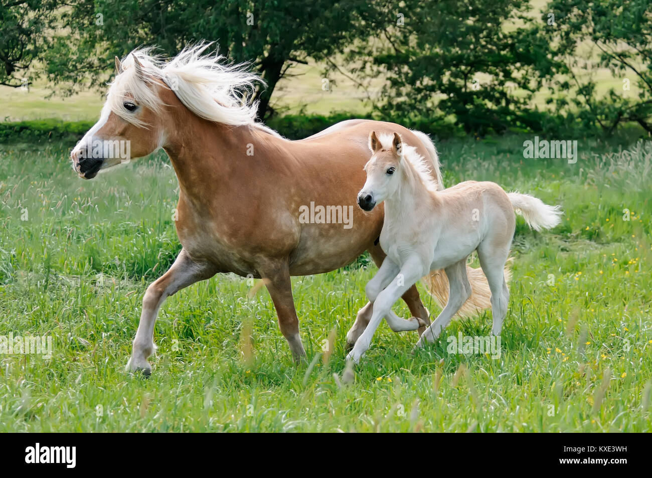 Haflinger horses, mare with a young cute foal, running side by side across a meadow in spring ...