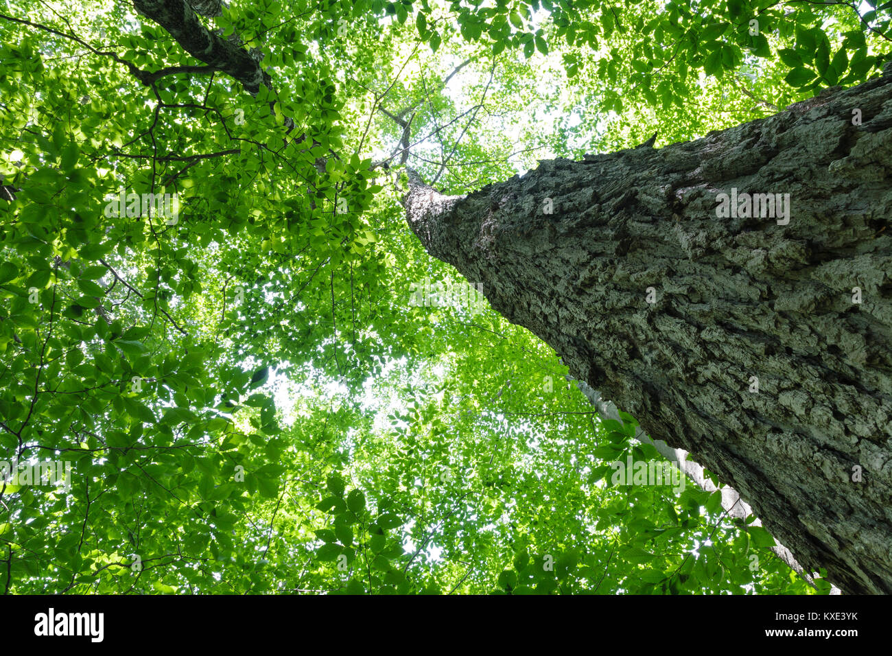 Old sugar maple tree in a northern hardwood forest along the Saco River ...