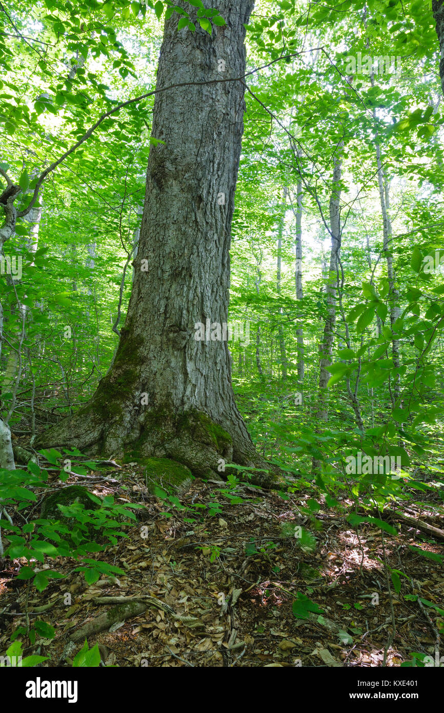Old sugar maple tree in a northern hardwood forest along the Saco River ...