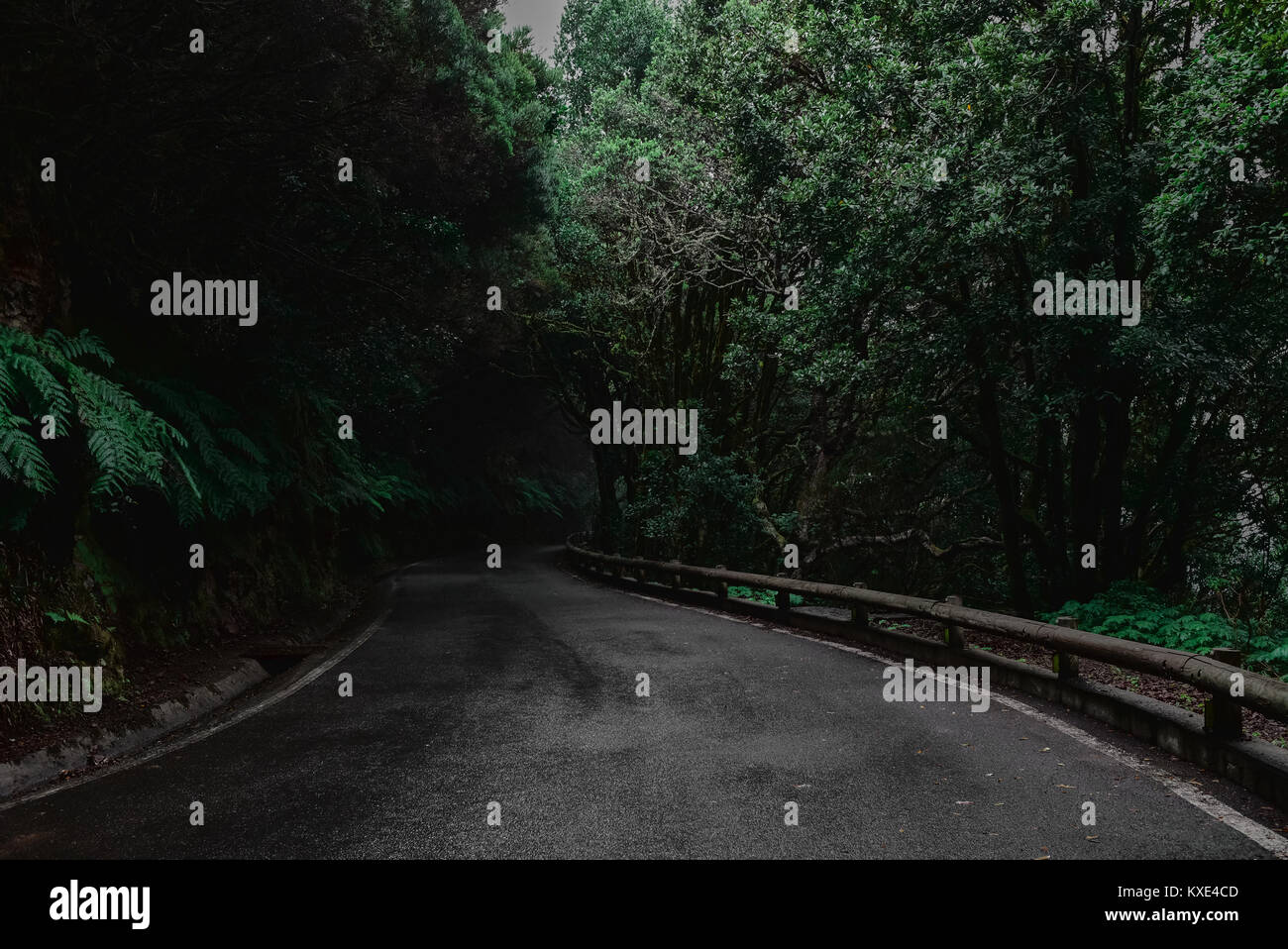 Beautiful roan in the tropical forest Stock Photo - Alamy