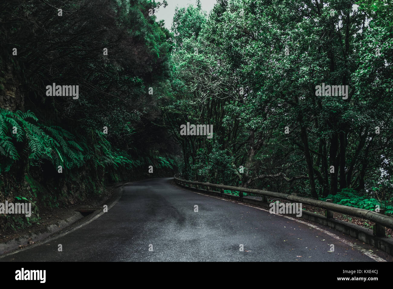 Beautiful roan in the tropical forest Stock Photo - Alamy