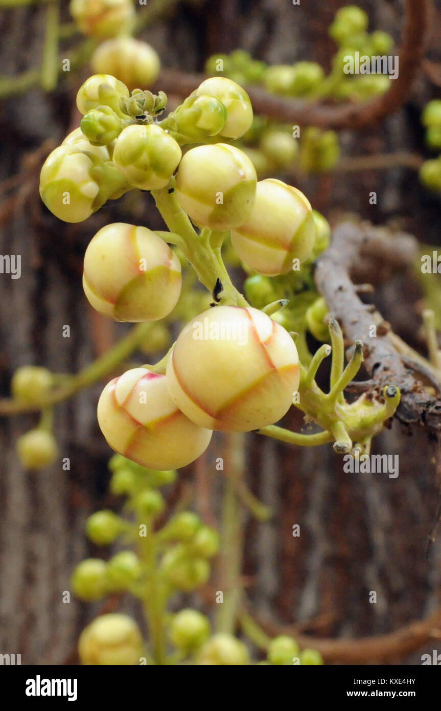 Canon Ball Tree in India Stock Photo - Alamy