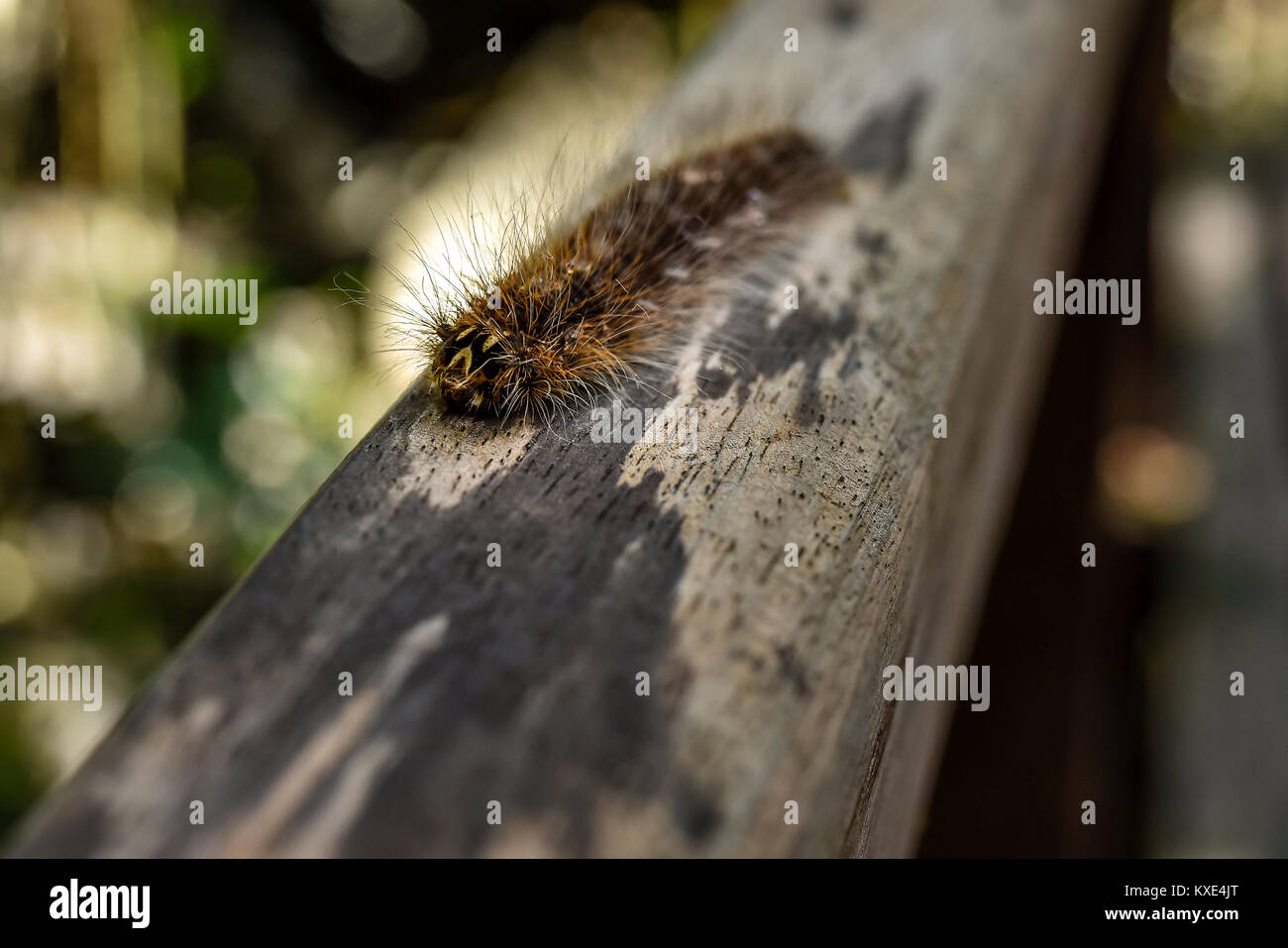 Hairy furry gypsy moth caterpillar hi-res stock photography and images ...