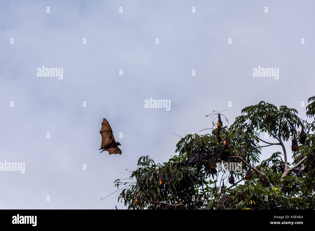 A flying fox aka fruit bat in flight during the day time with over cast ...
